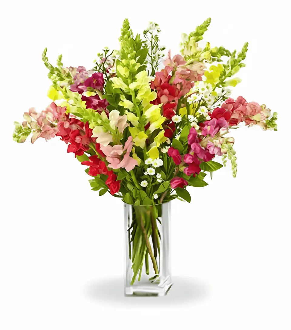 Super Snapdragons | Bloomex NZ